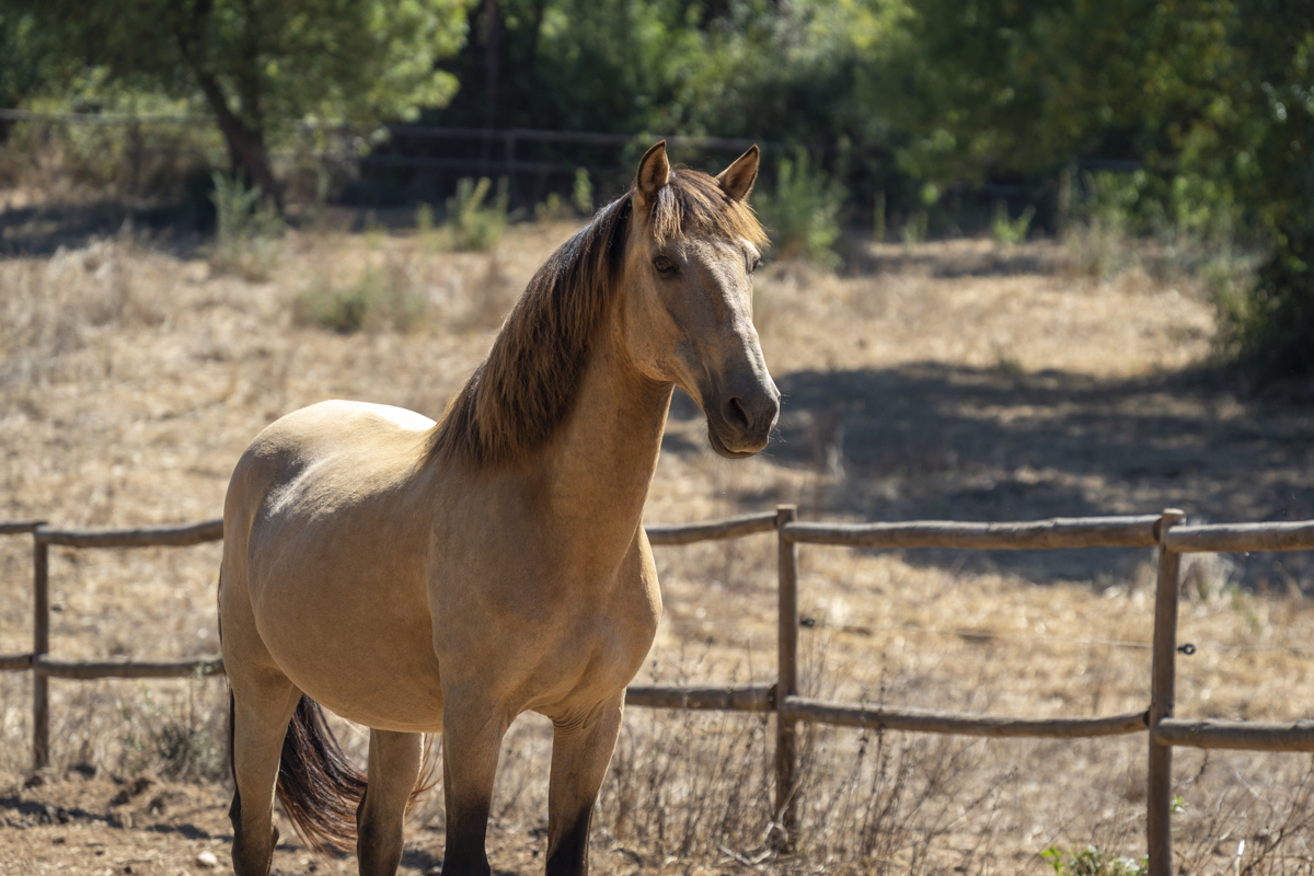 HORSES - Sundance Ranch Portugal